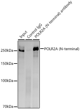 POLR2A (N-terminal) Rabbit mAb-단일클론항체(mAb) - [30% 할인중] - ABclonal