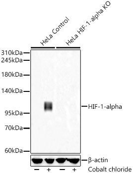 [KO Validated] HIF-1-alpha Rabbit mAb-Monoclonal Antibodies - ABclonal