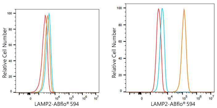 ABflo® 594 Rabbit anti-Human LAMP2 mAb-단일클론항체(mAb) - [30% 할인중] - ABclonal