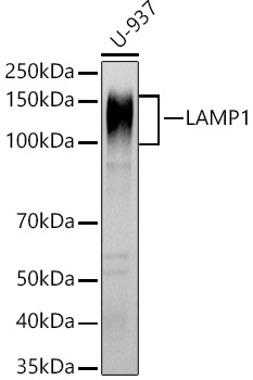 LAMP1 Rabbit pAb-다중클론항체(pAb) - ABclonal