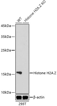 [KO Validated] Histone H2A.Z Rabbit mAb-단일클론항체(mAb) - [30% 할인중] - ABclonal
