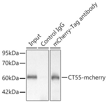 Results for anti-Rabbit - ABclonal