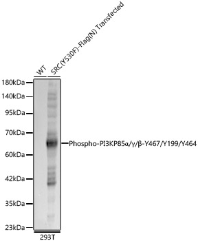 Phospho-PI3KP85α/P55γ/P85β-Y467/Y199/Y464 Rabbit pAb-Phospho-specific Antibodies - ABclonal